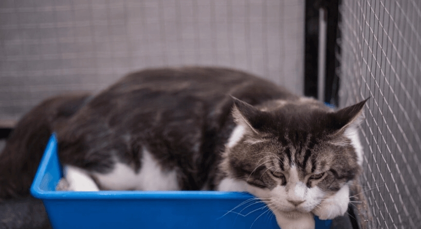 √ Cara Menyucikan Najis Mutawassitah Menurut Aturan Islam