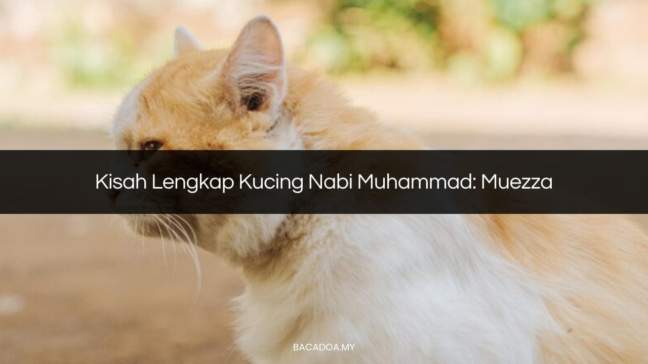 √ Kisah Lengkap Kucing Nabi Muhammad: Muezza
